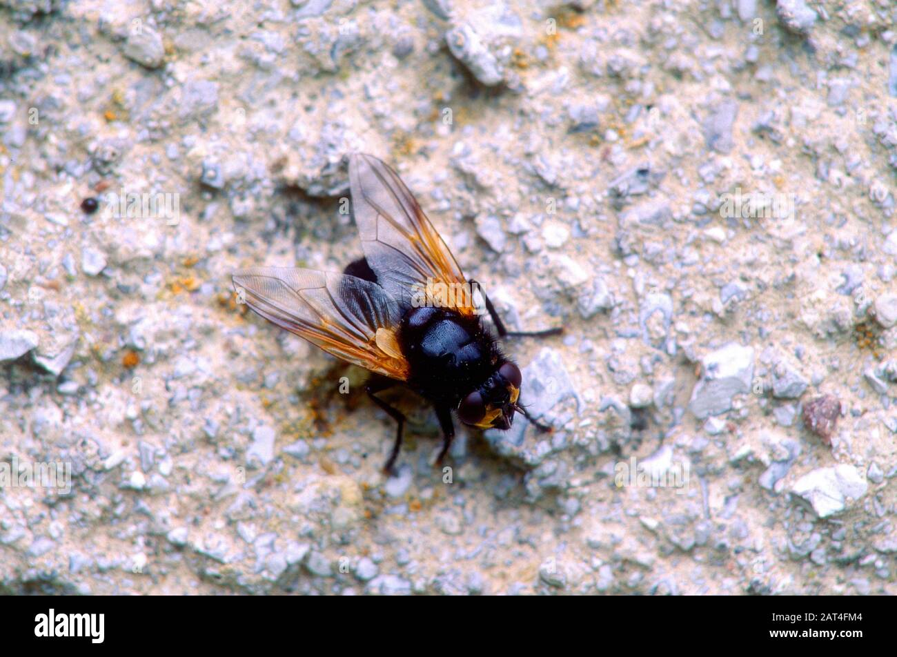 Mesembrina meridiana hi-res stock photography and images - Alamy