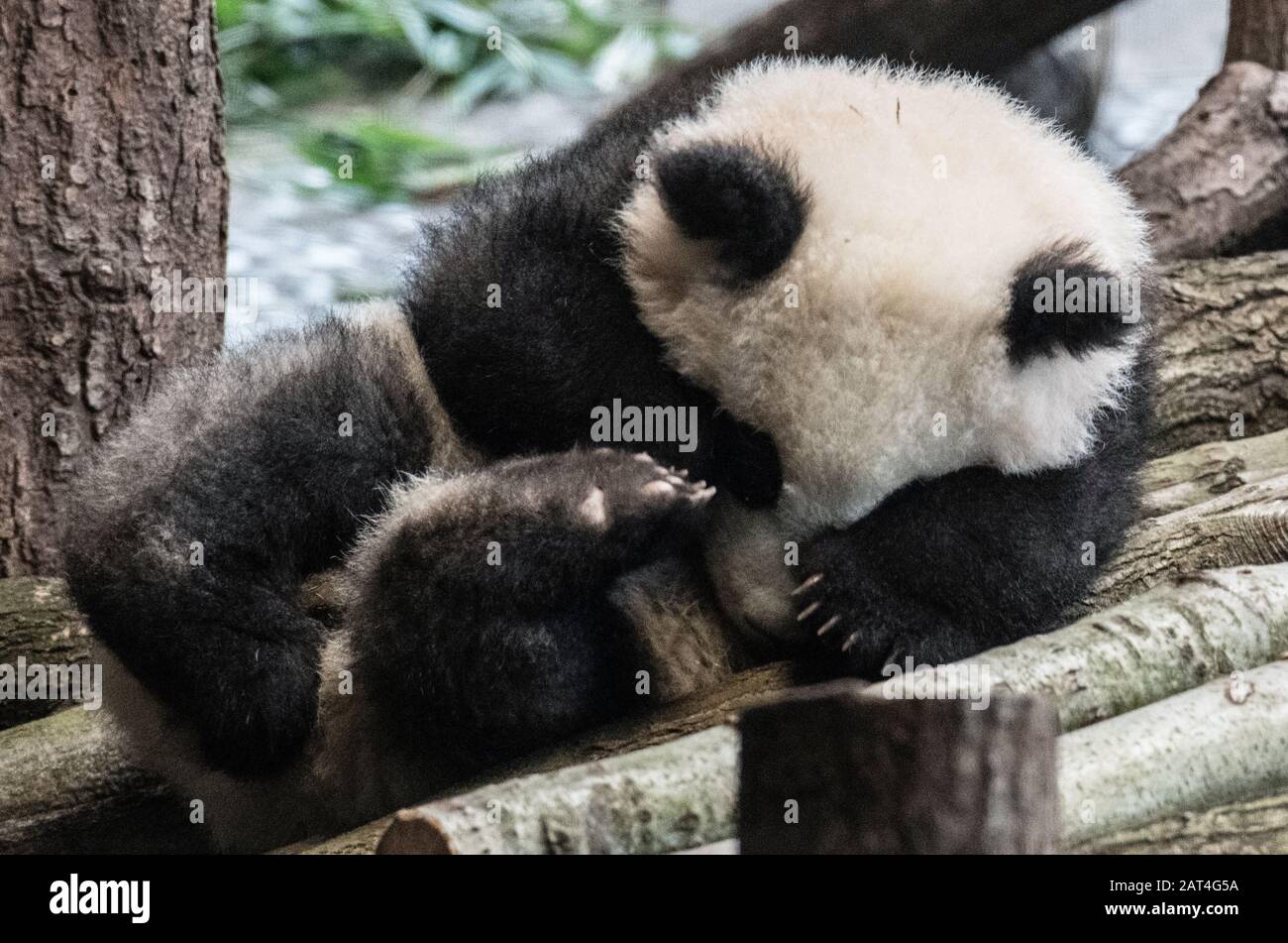 Berlin, Germany. 30th Jan, 2020. Panda offspring Paule lies in his ...