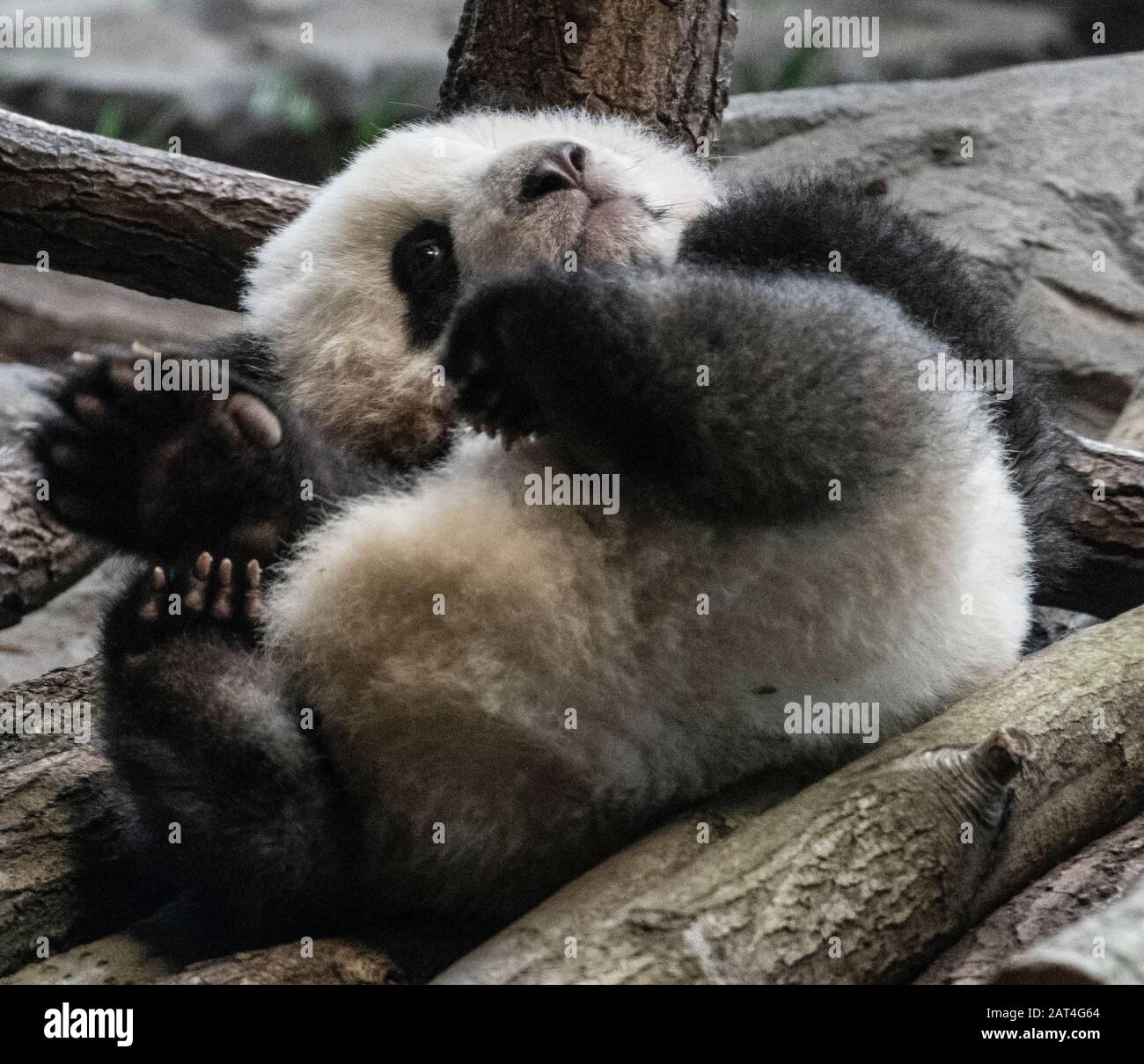 Berlin, Germany. 30th Jan, 2020. Panda offspring Paule lies in his ...