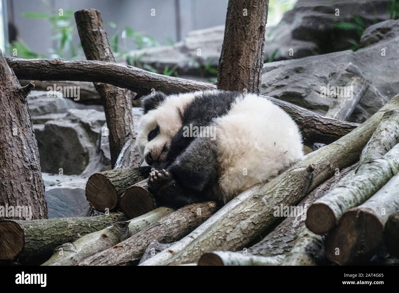Berlin, Germany. 30th Jan, 2020. Panda offspring Paule lies in his ...