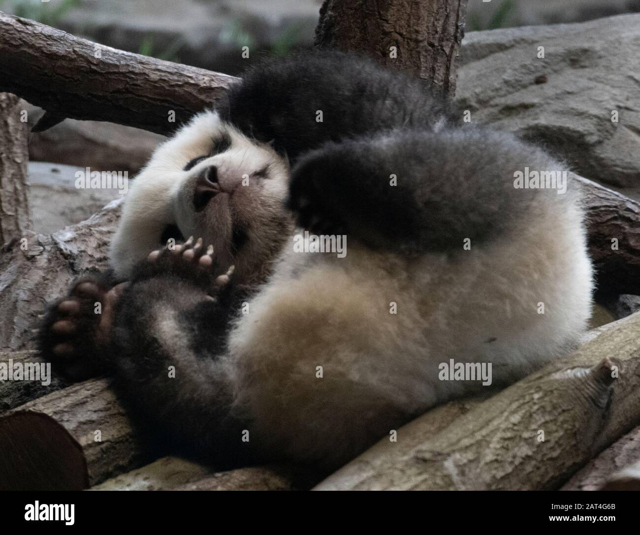 Berlin, Germany. 30th Jan, 2020. Panda offspring Paule lies in his ...