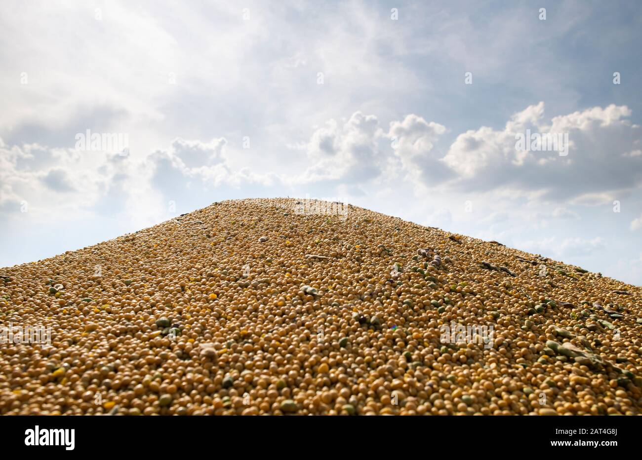 Pile of soybeans on the trailer after the harvest Stock Photo - Alamy