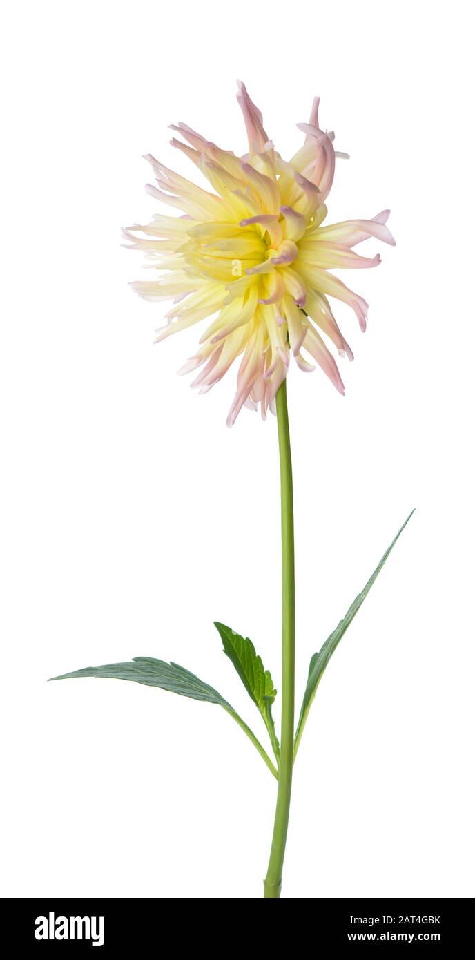 Single dahlia flower isolated on white Stock Photo - Alamy