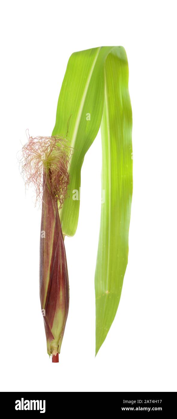 Single corn isolated on white background Stock Photo - Alamy
