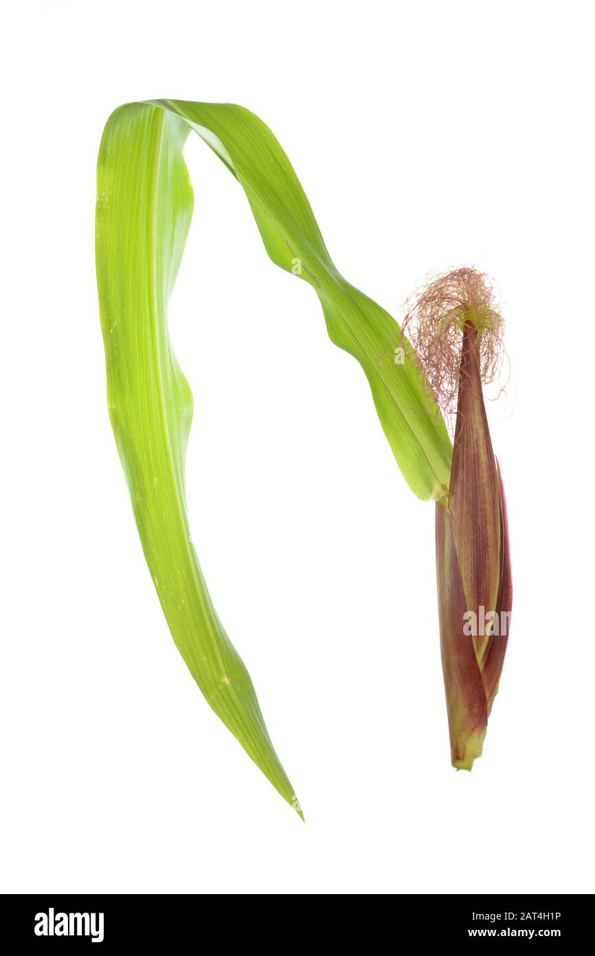 Single corn isolated on white background Stock Photo - Alamy