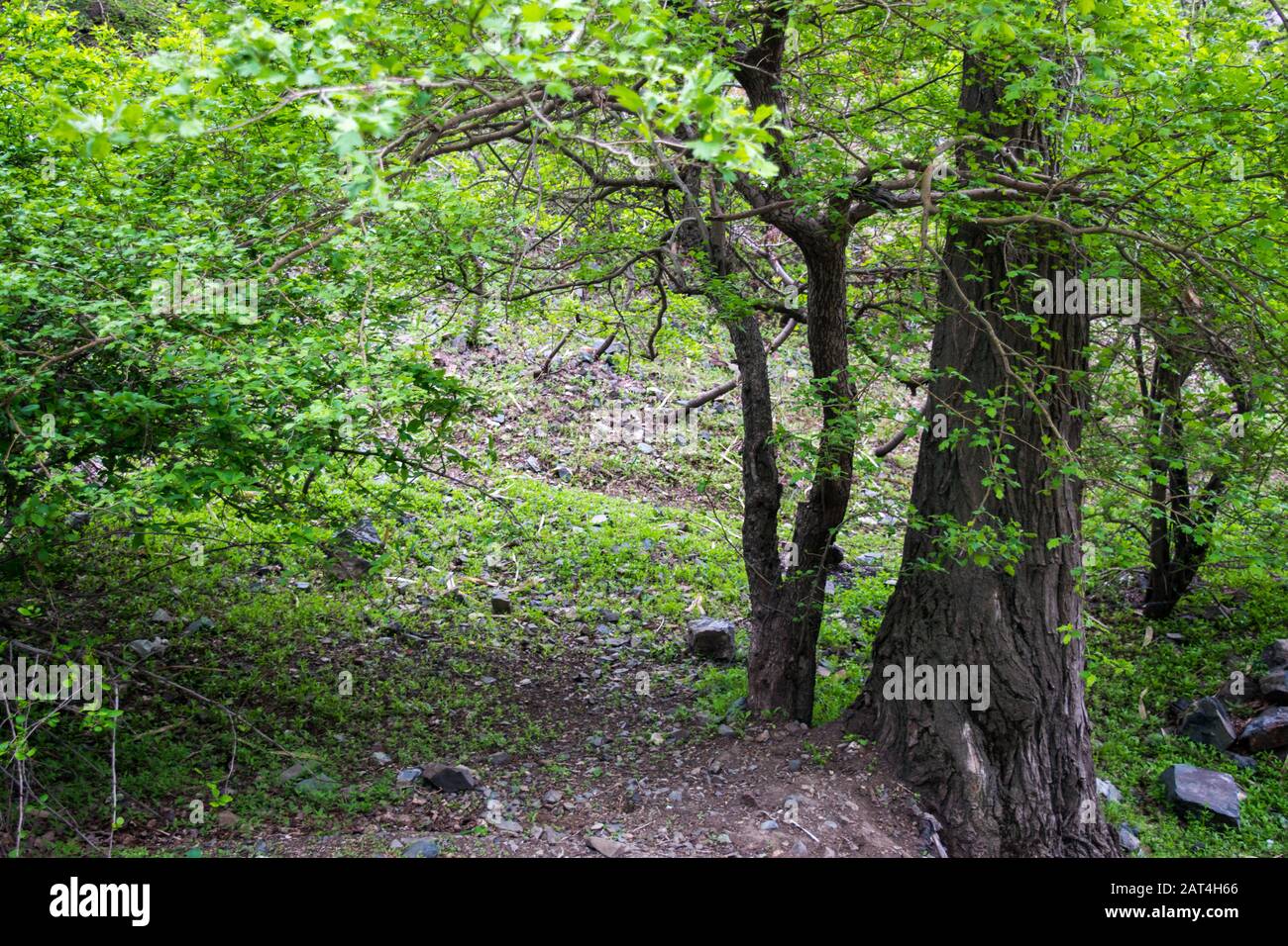 hiking path in golab darreh with beautiful old and young trees with ...