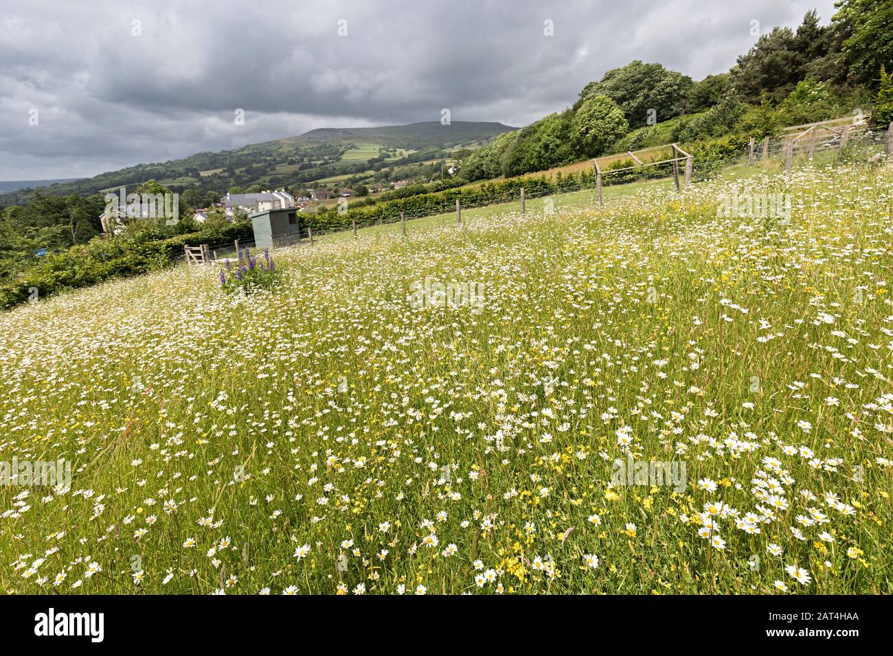 Wildflowers of the uk hi-res stock photography and images - Alamy