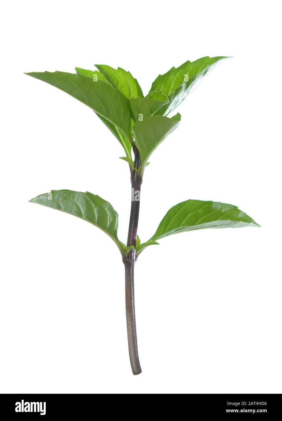 Young basil branch isolated on white Stock Photo - Alamy