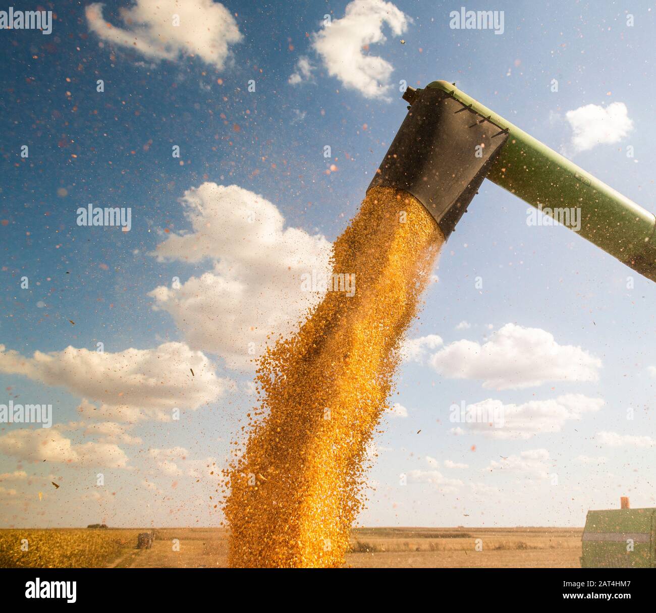 Combine harvester pours corn maize seeds Stock Photo - Alamy