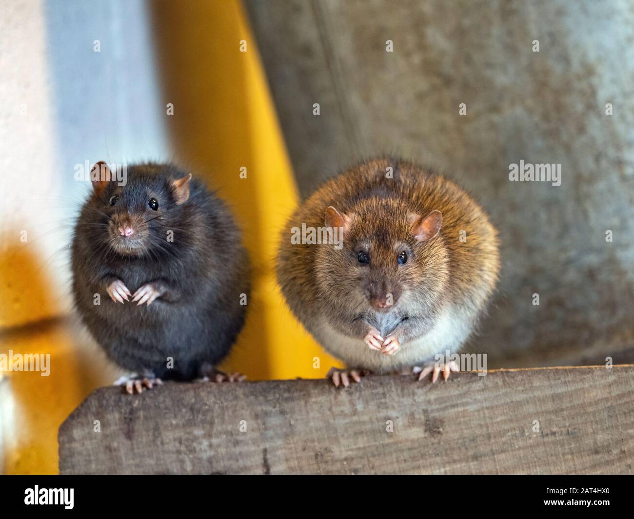 Two Brown Rats Rattus norvegicus colour variations in farm barn Stock ...