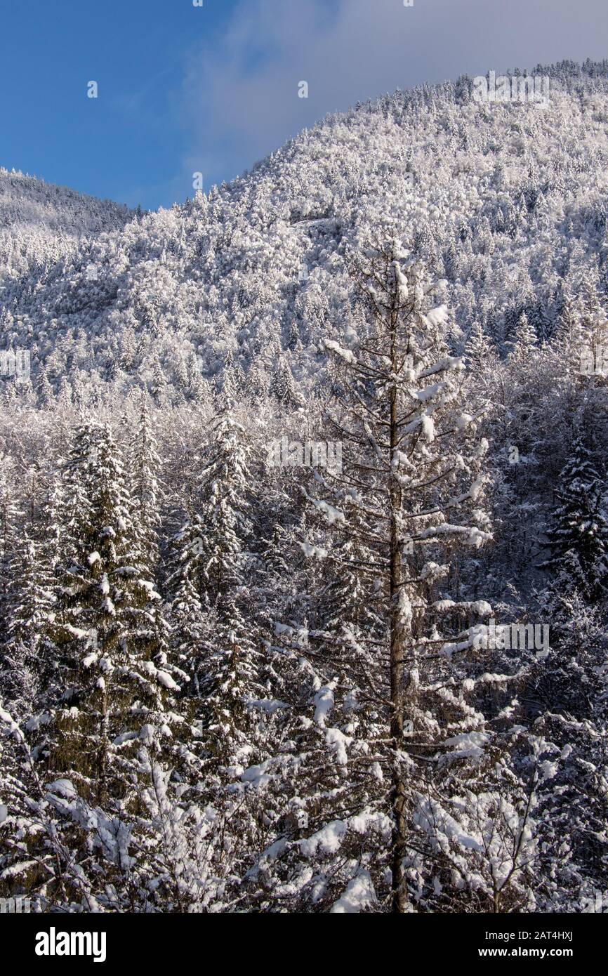After snowfall mountains trees hi-res stock photography and images - Alamy