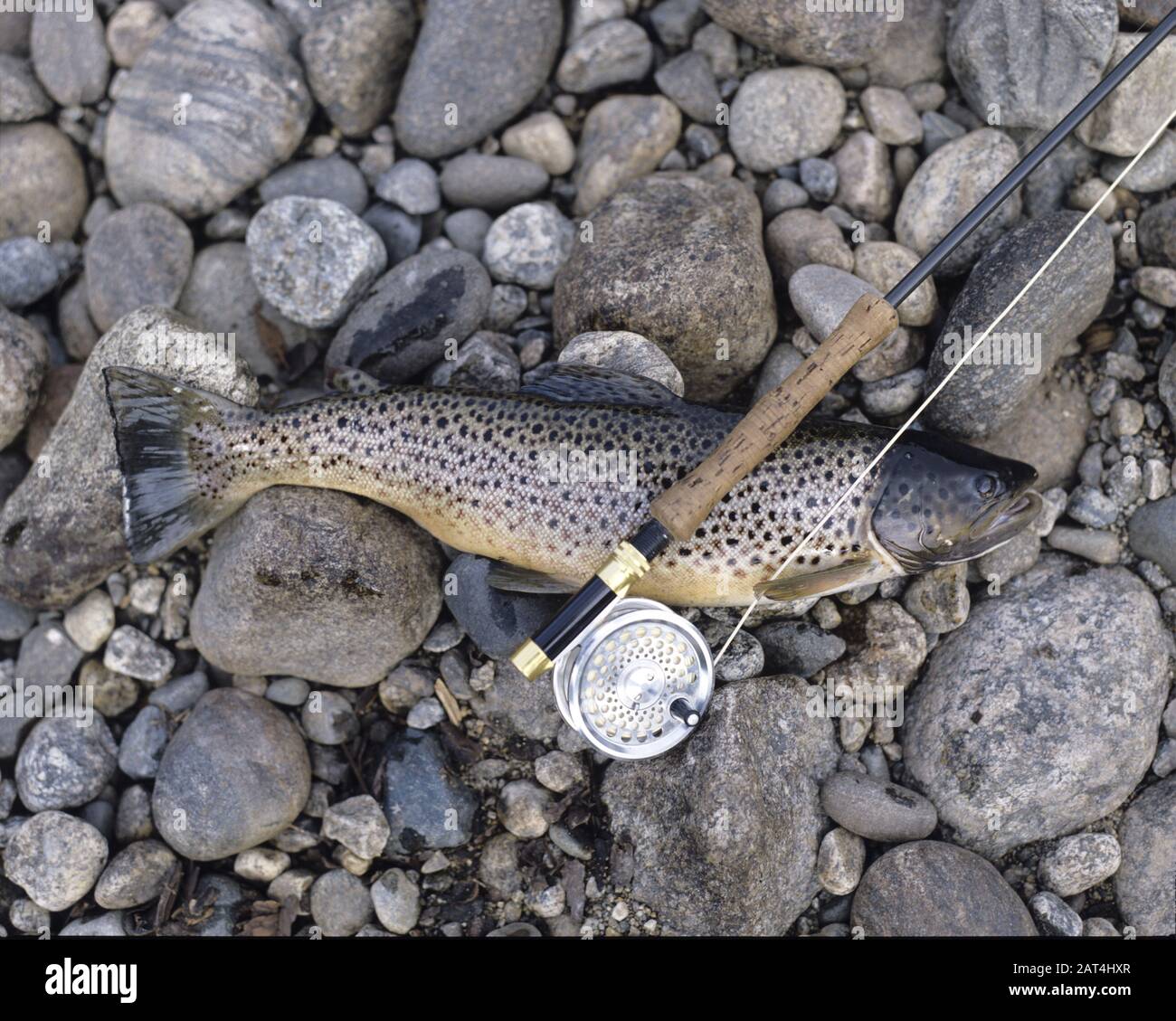 Trout caught on fly Stock Photo - Alamy
