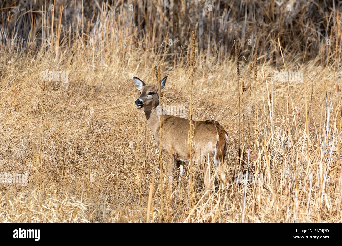Whitetail Deer Doe in Fall Stock Photo - Alamy