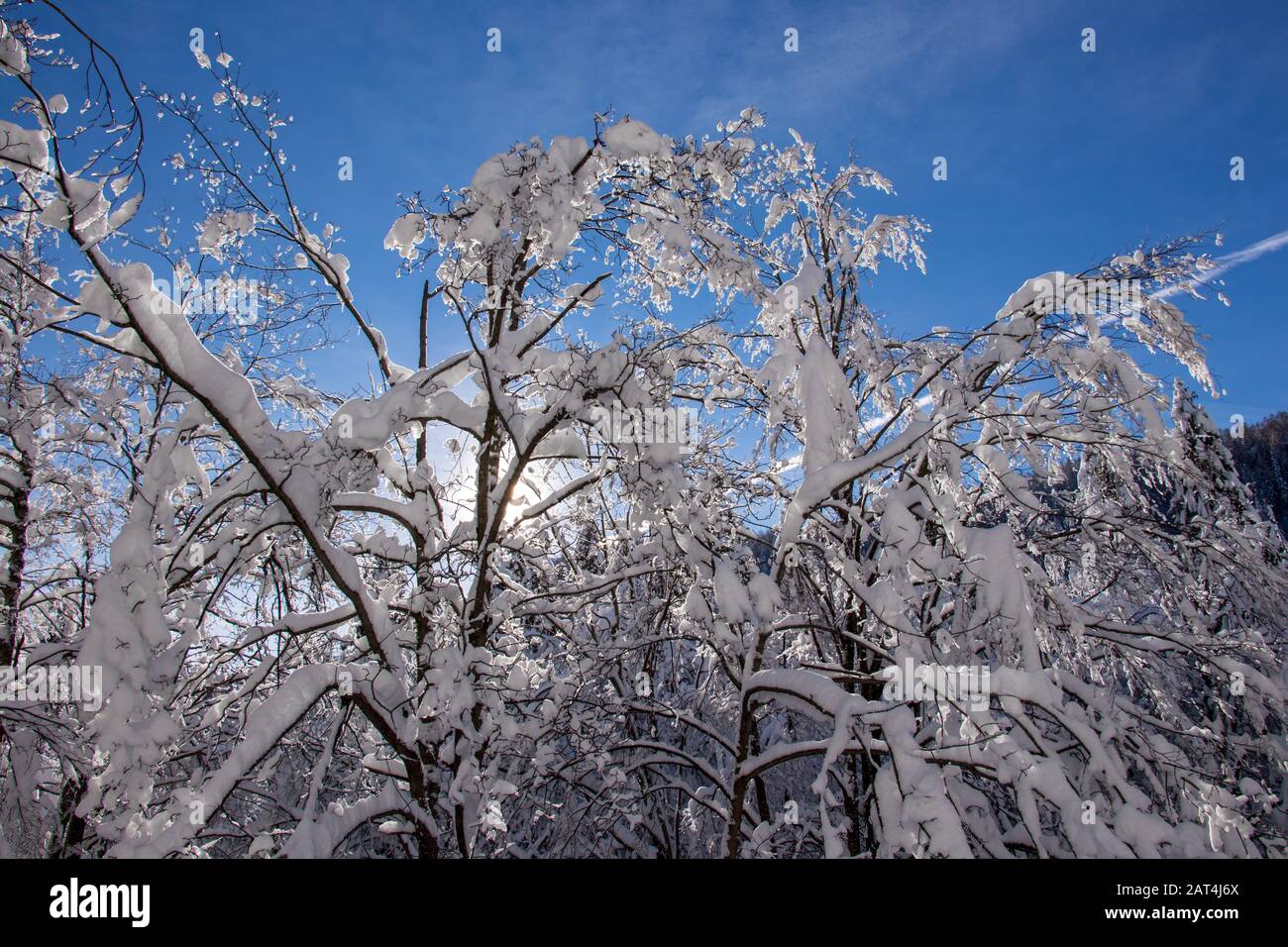 Ice covered beech trees hi-res stock photography and images - Alamy