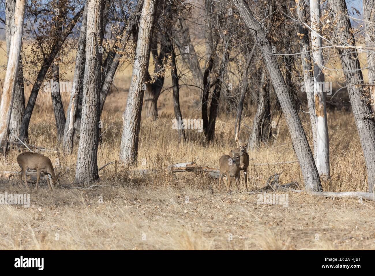 Whitetail Deer Doe in Fall Stock Photo - Alamy