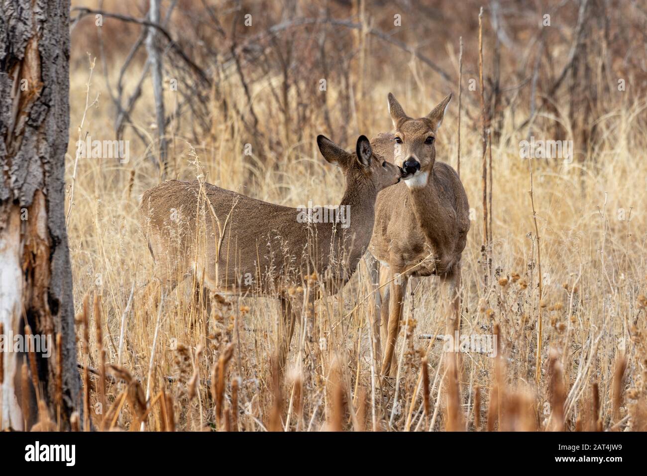 Whitetail Deer Doe High Resolution Stock Photography and Images - Alamy