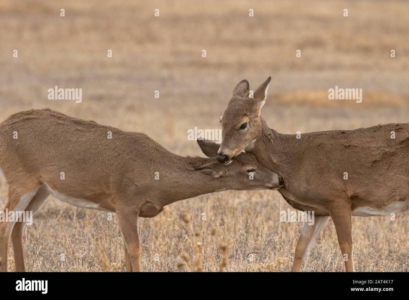 Whitetail Deer Doe in Fall Stock Photo - Alamy