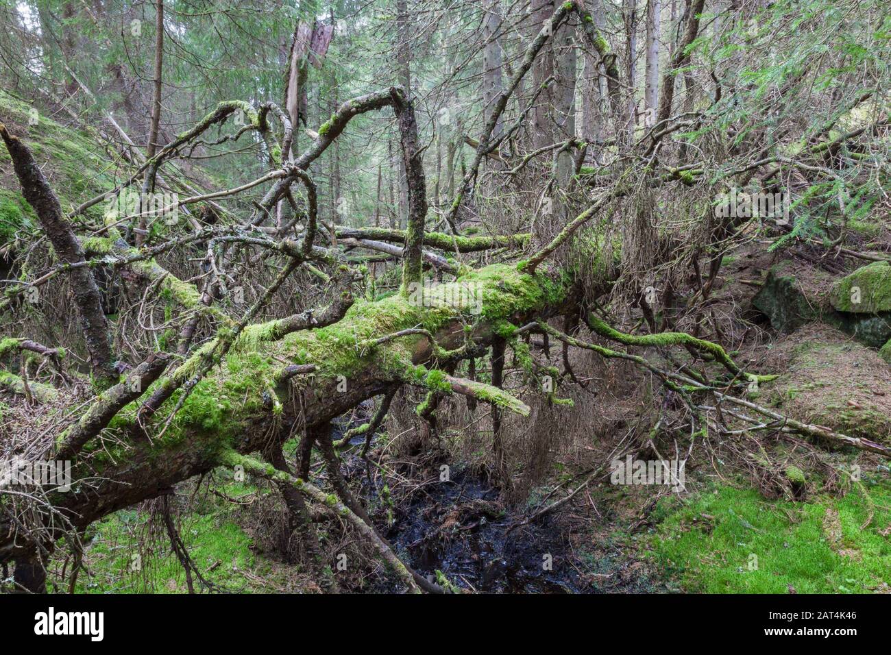 Fallen tree in taiga forest hi-res stock photography and images - Alamy