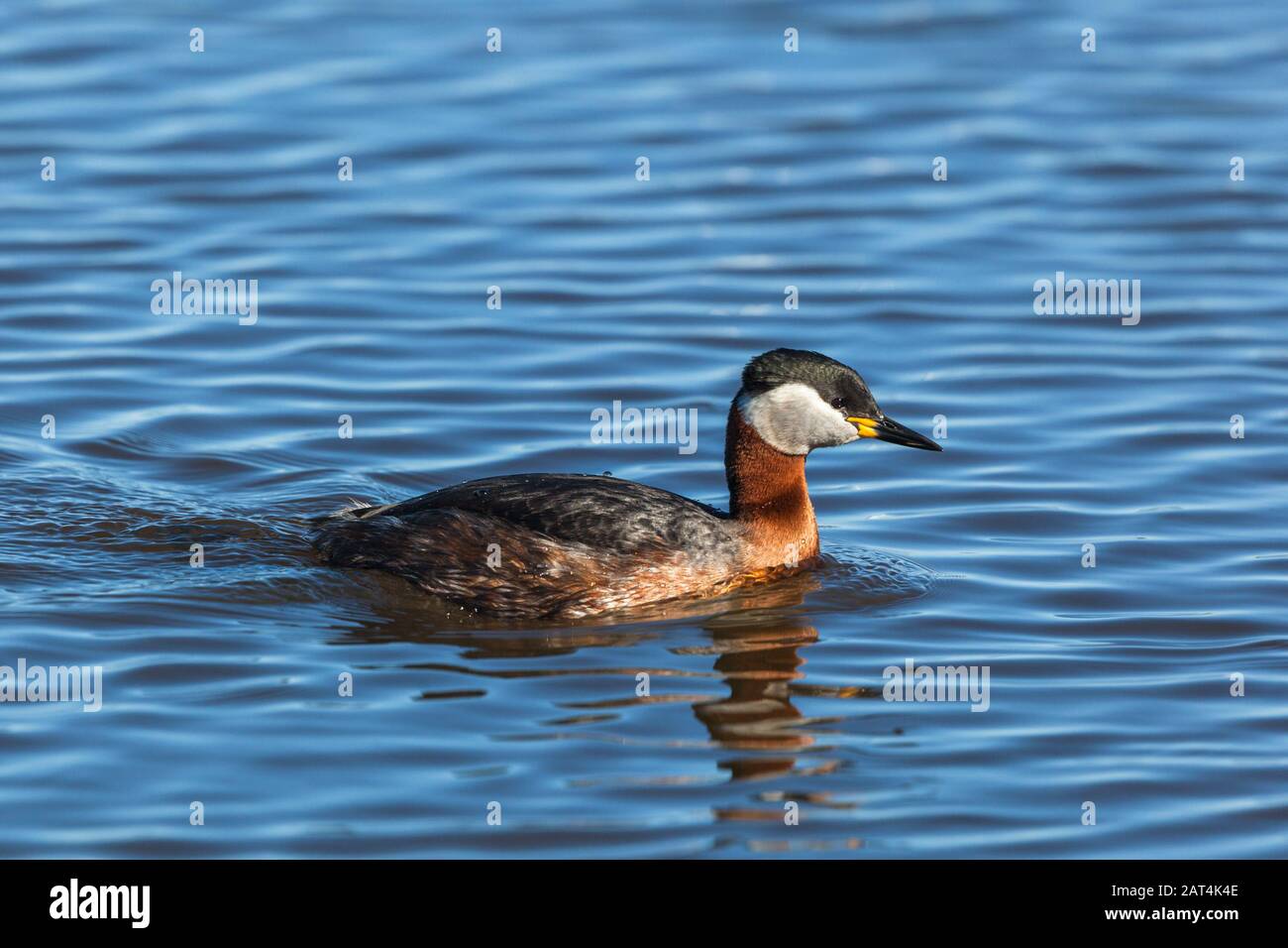 Red-necked Grebe swim in lake Stock Photo - Alamy