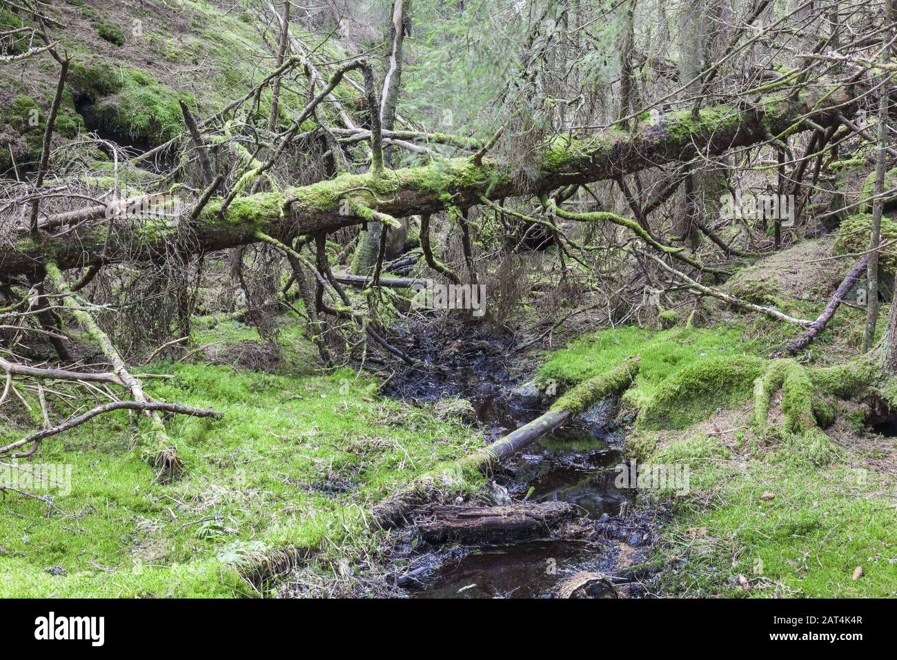 Fallen old moss covered spruce tree Stock Photo - Alamy