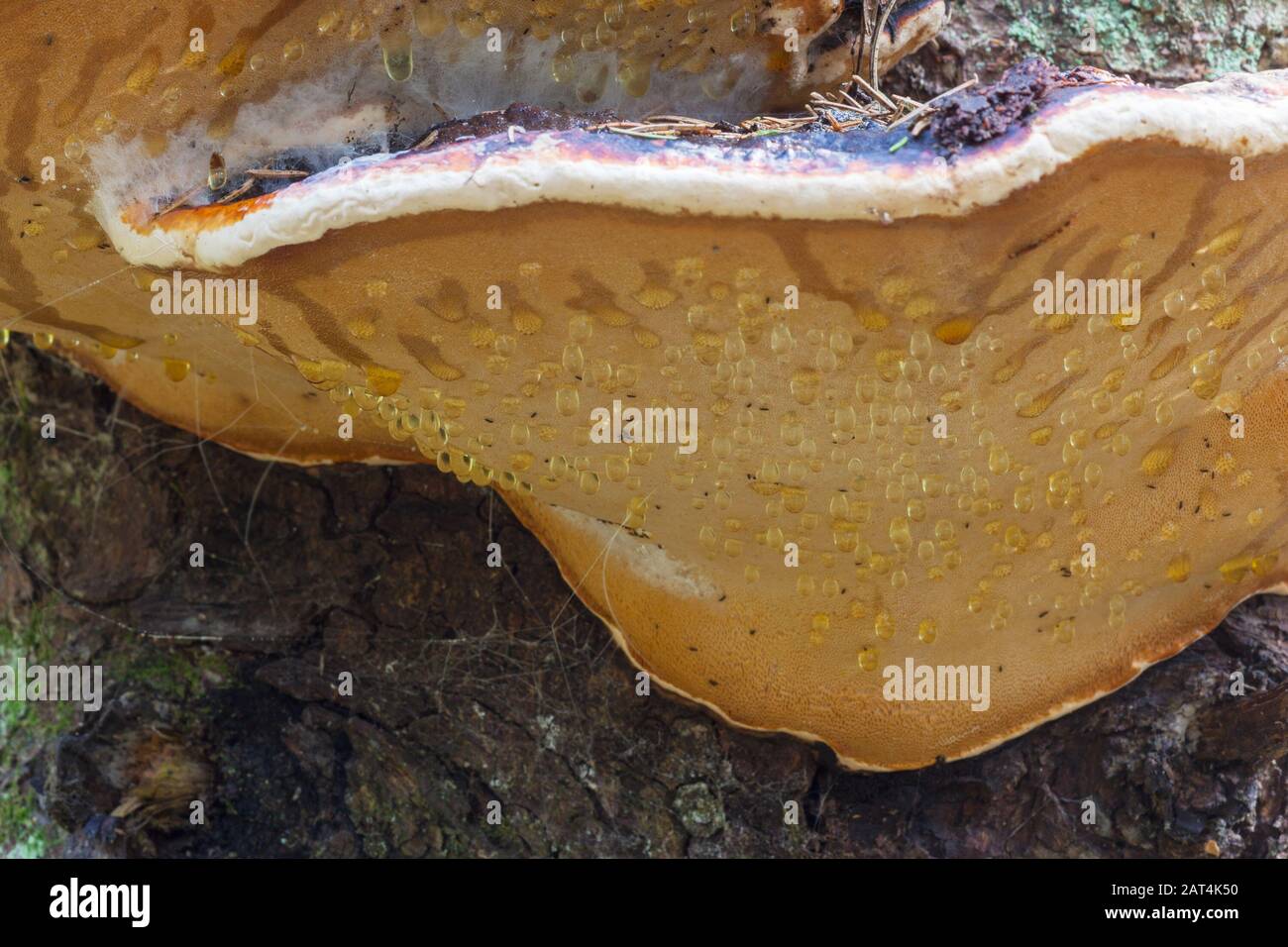 Spruce polypore hi-res stock photography and images - Alamy