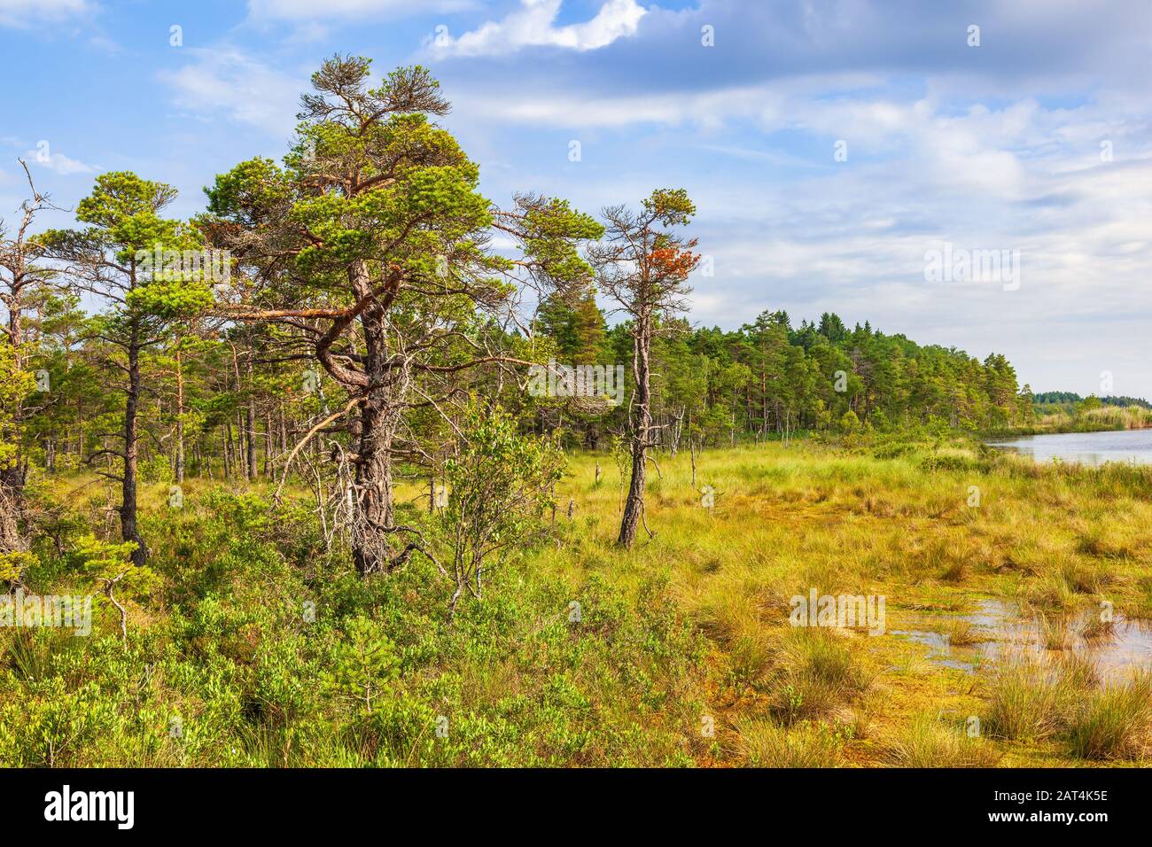 Old pine trees on a bog by a lake Stock Photo - Alamy