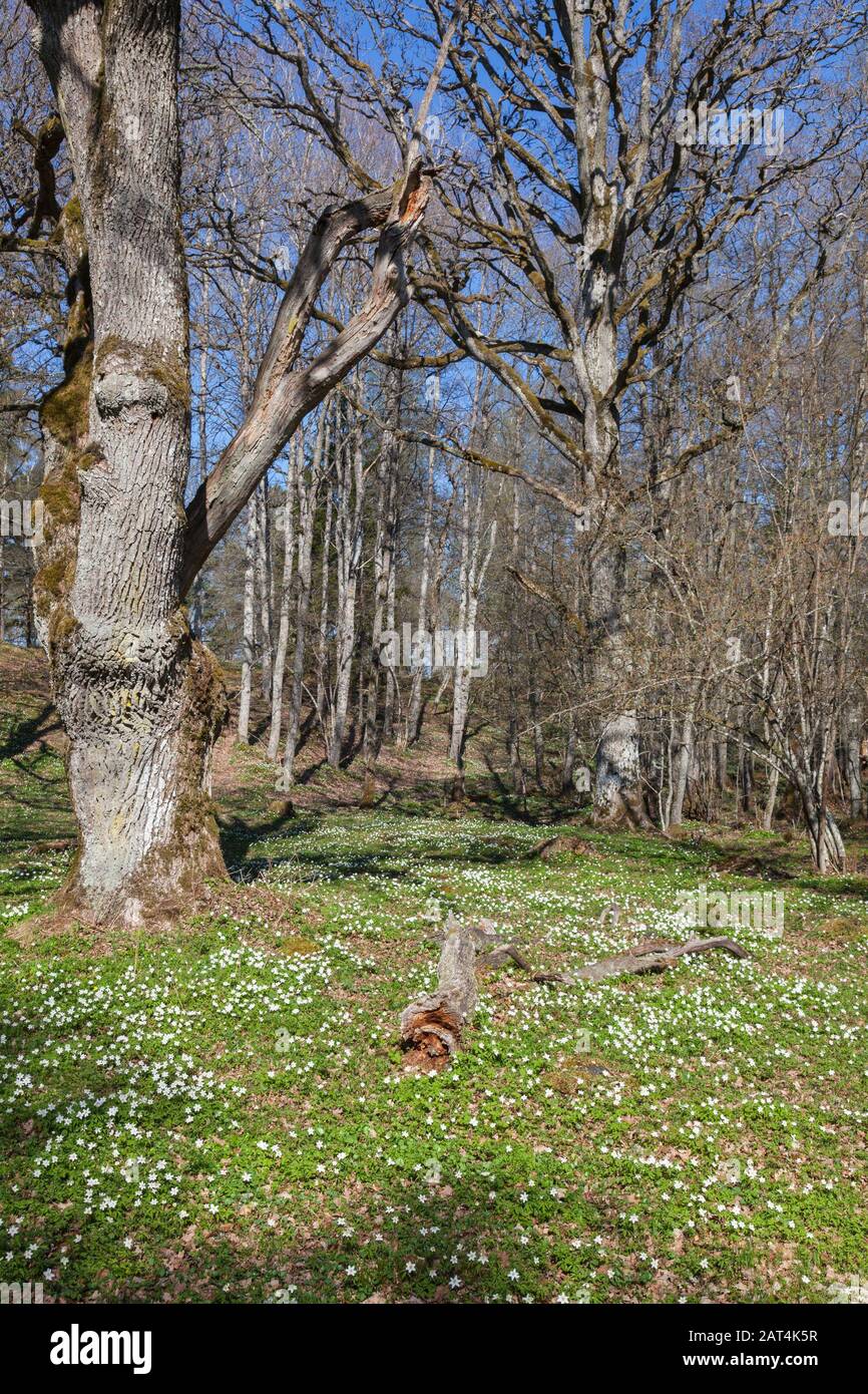 Old oak trees in spring pastures Stock Photo - Alamy