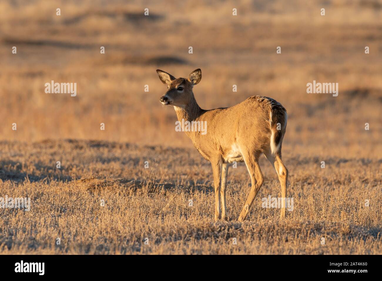 Whitetail Deer Doe in Fall Stock Photo - Alamy