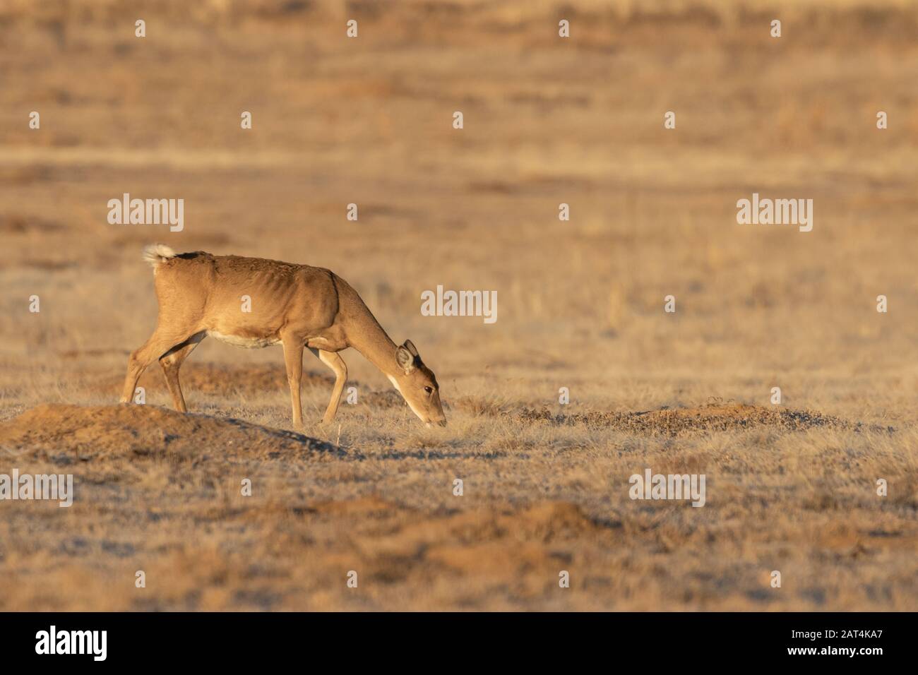 Whitetail Deer Doe in Fall Stock Photo - Alamy