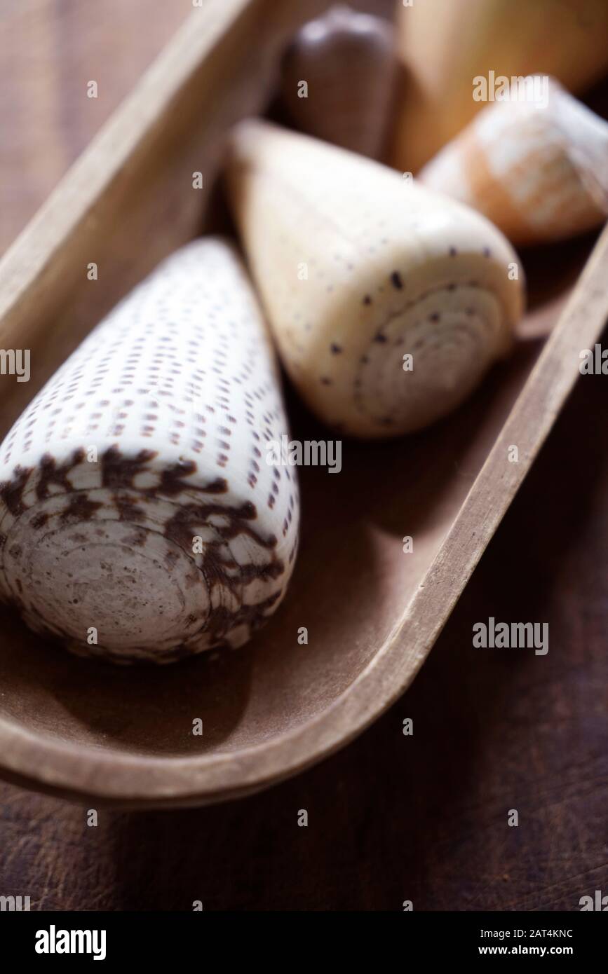 Shells of Madagascar in a wooden container Stock Photo - Alamy
