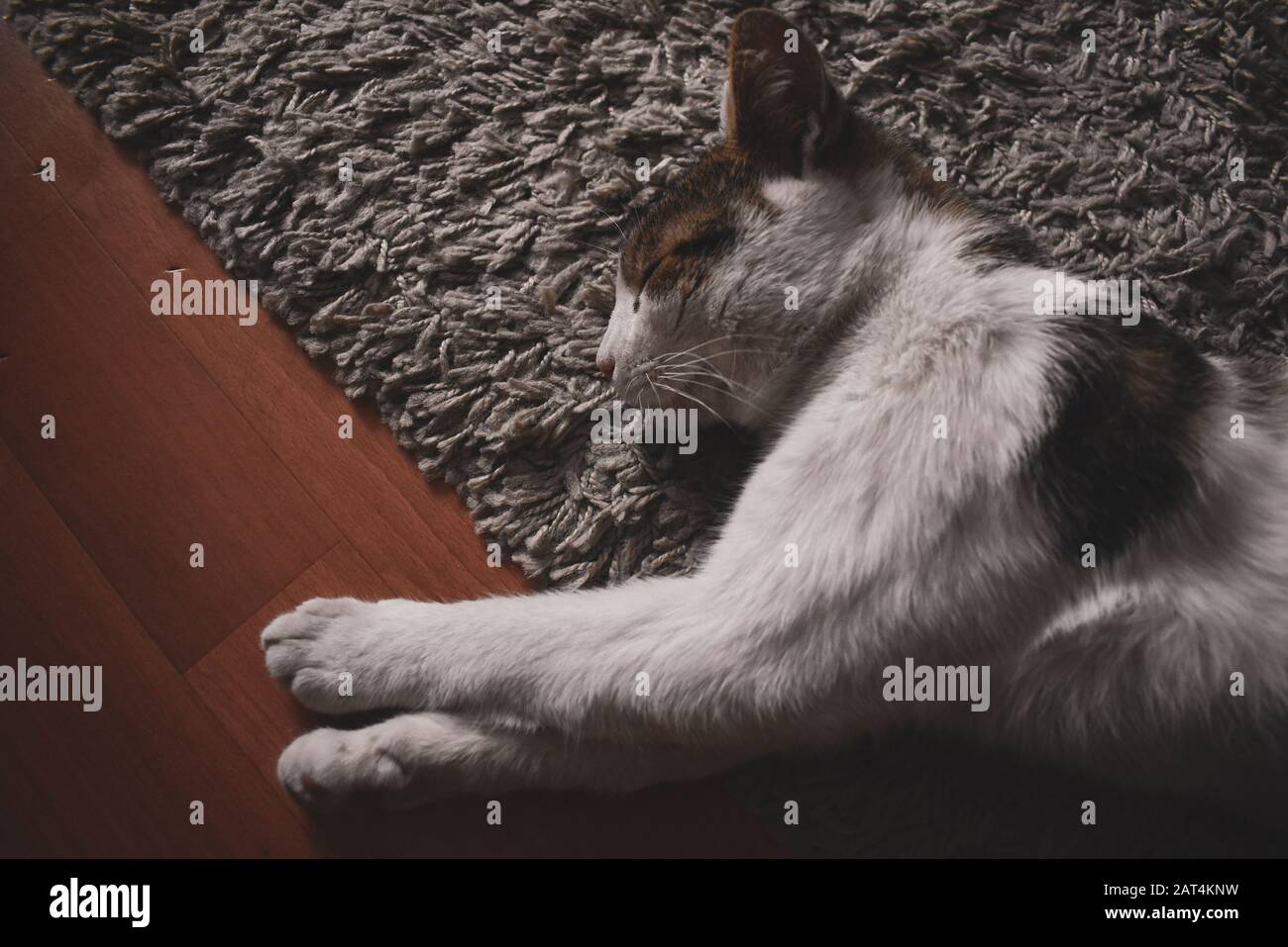 Gray smiling cat hi-res stock photography and images - Alamy