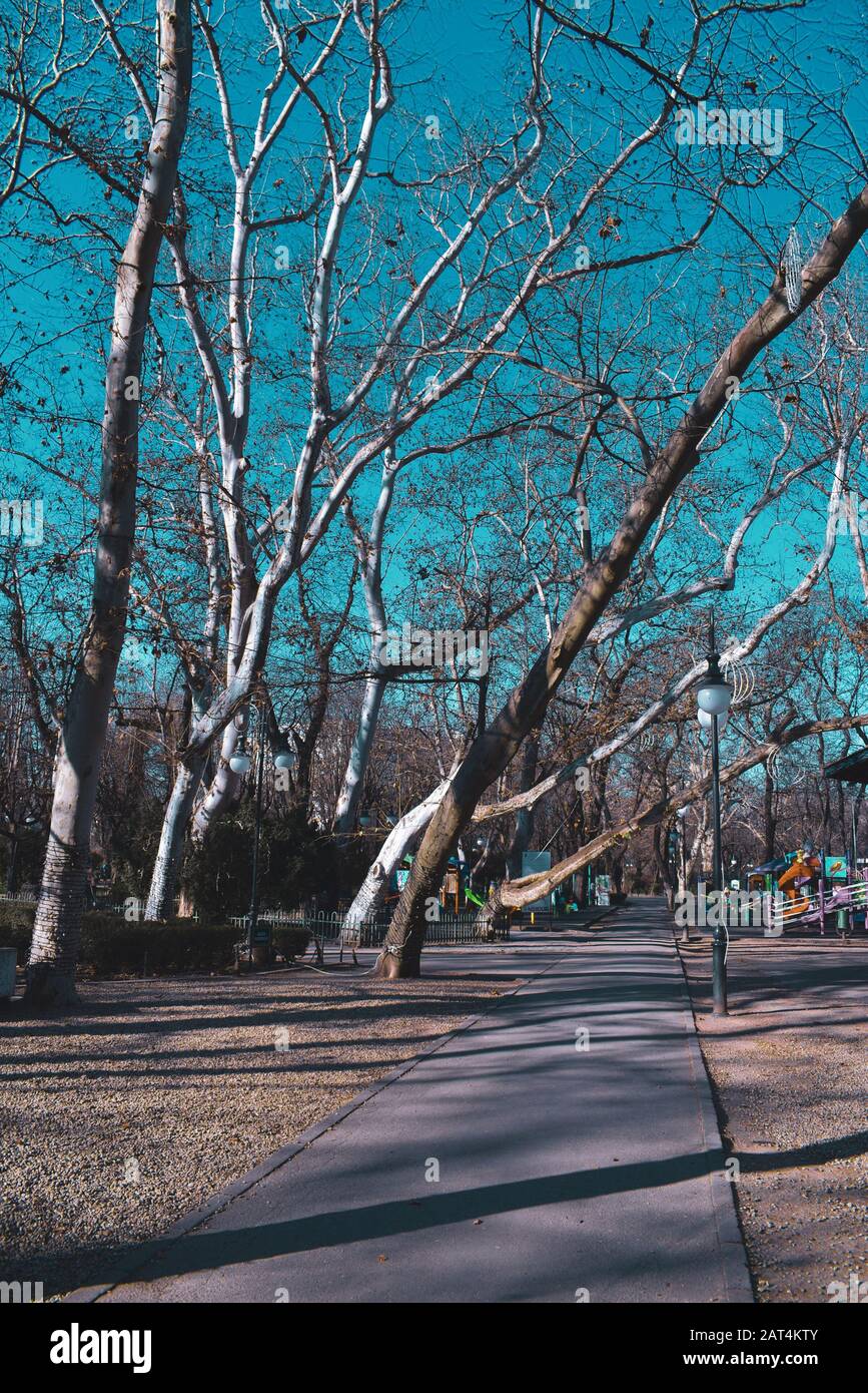 These big trees are inclined over the alley. People can touch the ...