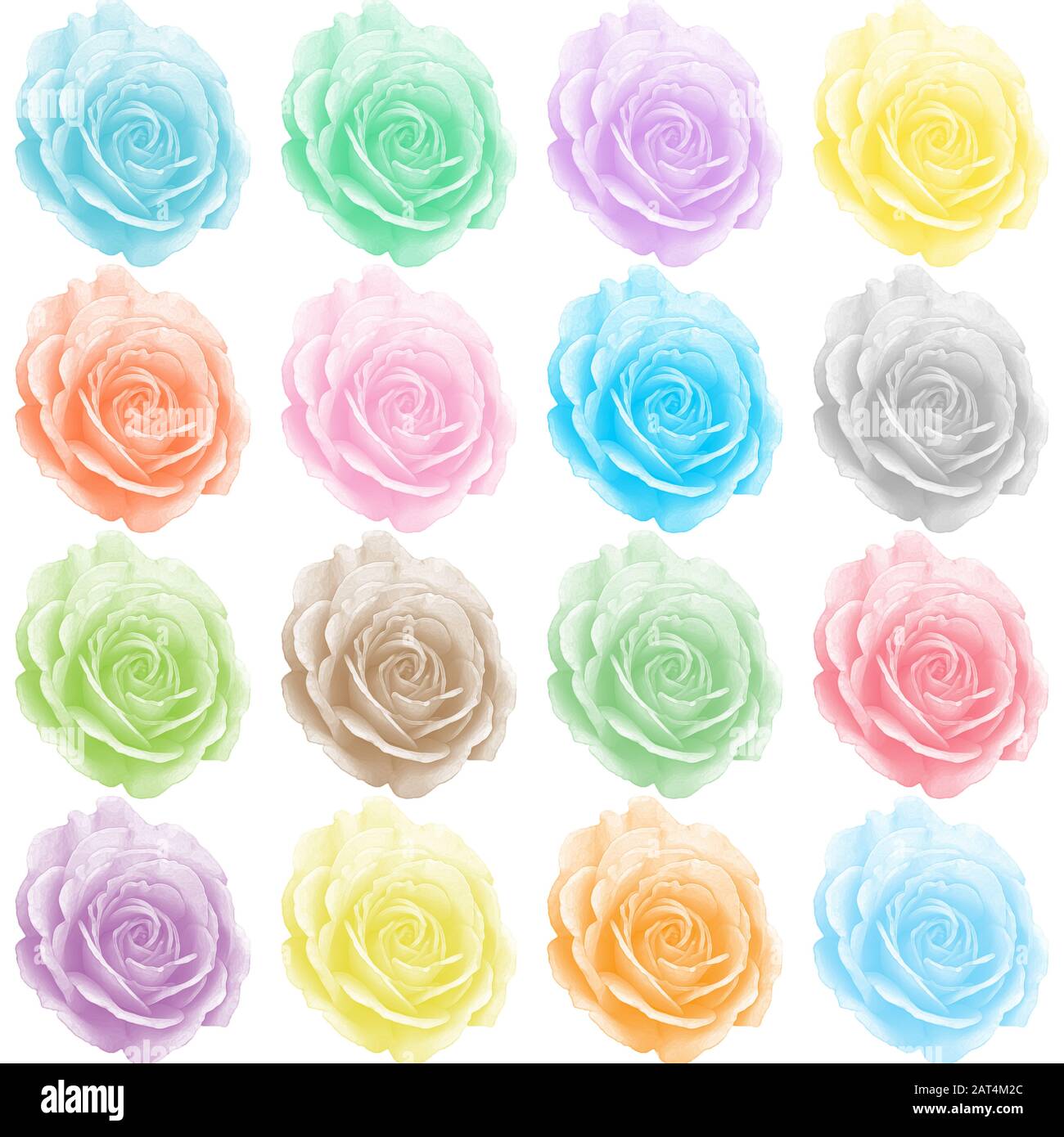 Colorful roses floral illustration Stock Photo - Alamy