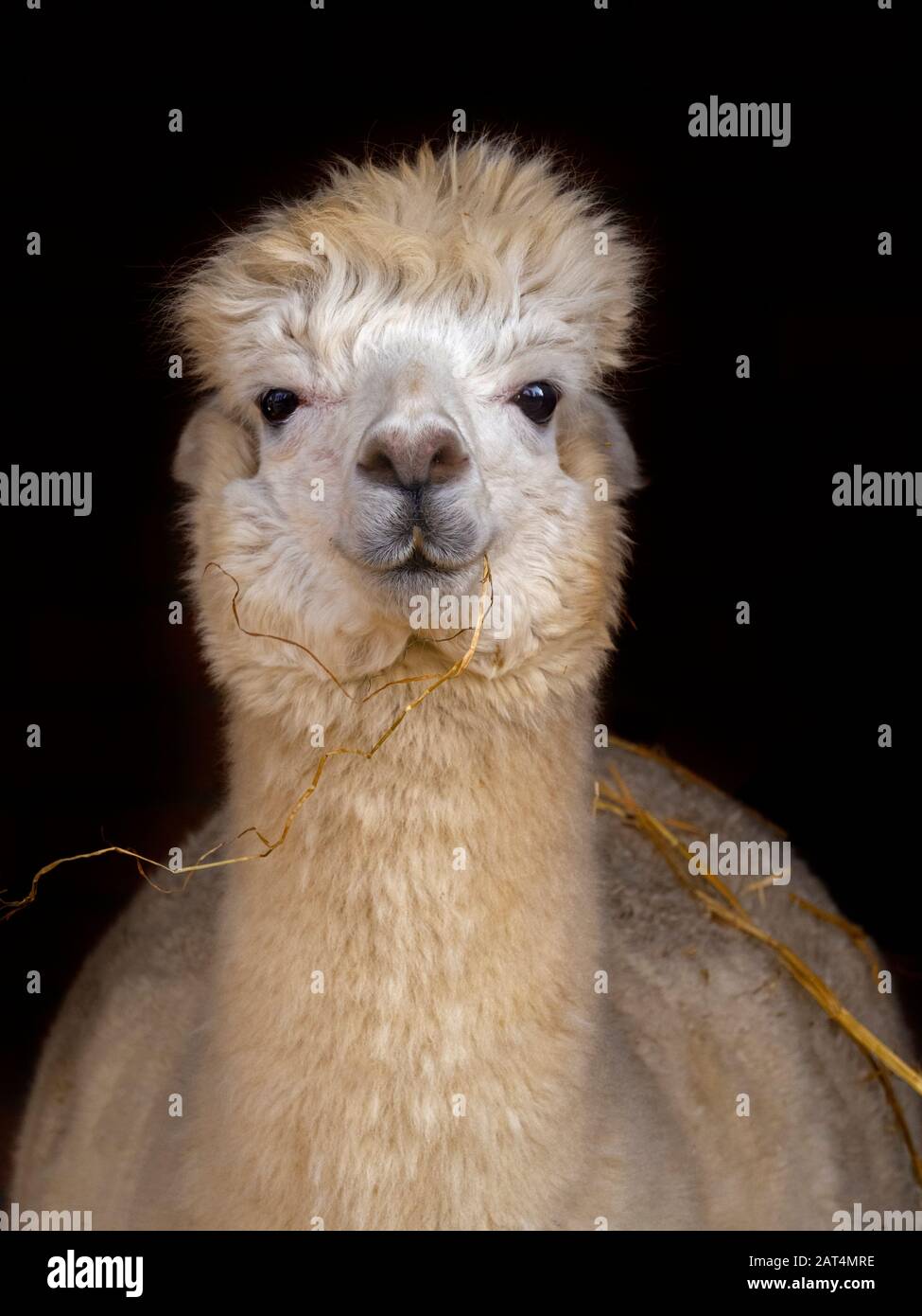 Alpaca portrait Norfolk Farm in Winter Stock Photo - Alamy