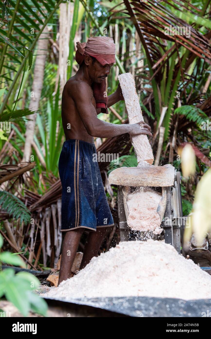 Man makes Sago from palms in the Moluccas Stock Photo - Alamy