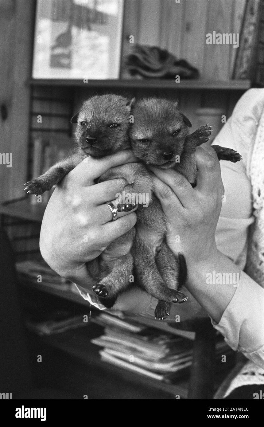 Young jackals in Artis, the two little jackals Date: April 1, 1974 ...