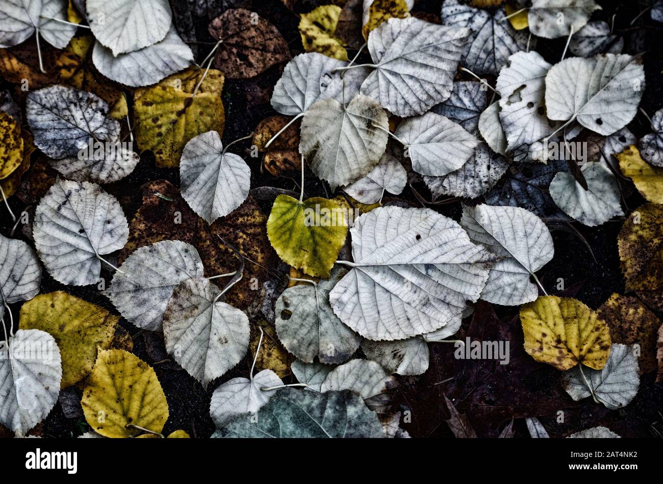 Pastel leaves hi-res stock photography and images - Alamy