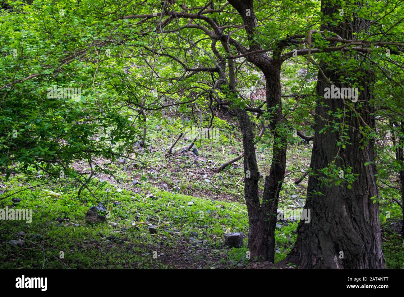 hiking path in golab darreh with beautiful old and young trees with ...