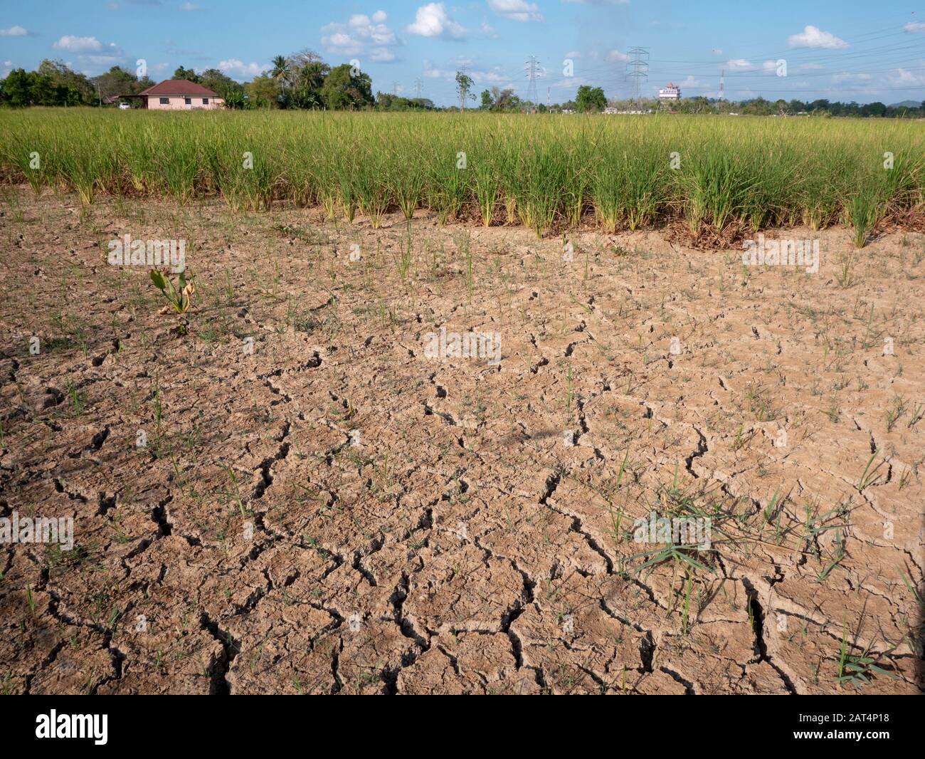 Parched and drought rice field during dry season Stock Photo - Alamy