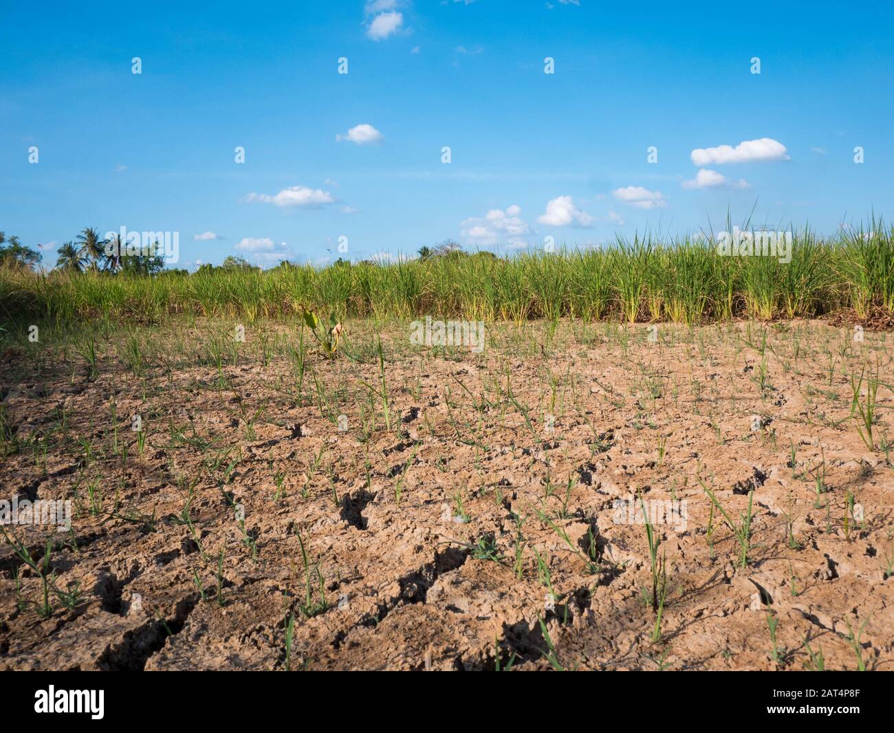 Parched and drought rice field during dry season Stock Photo - Alamy