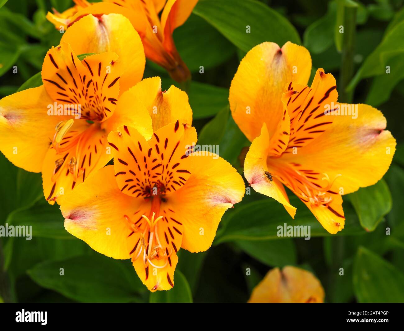 Beautiful orange Peruvian lilies, Alstroemeria Golden Delight ...
