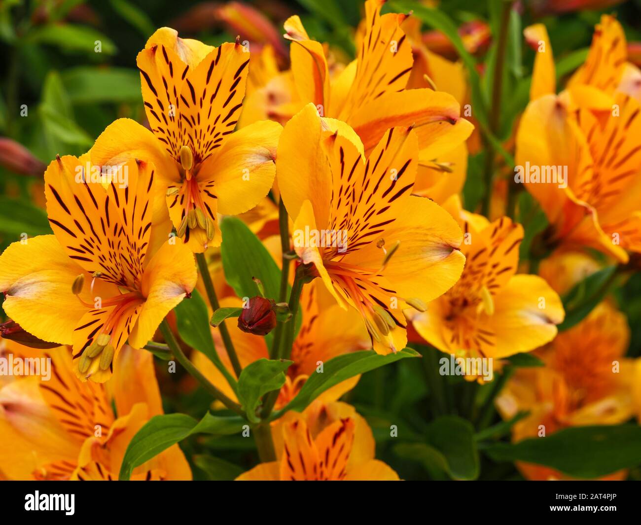 Beautiful orange Peruvian lilies, Alstroemeria Golden Delight ...