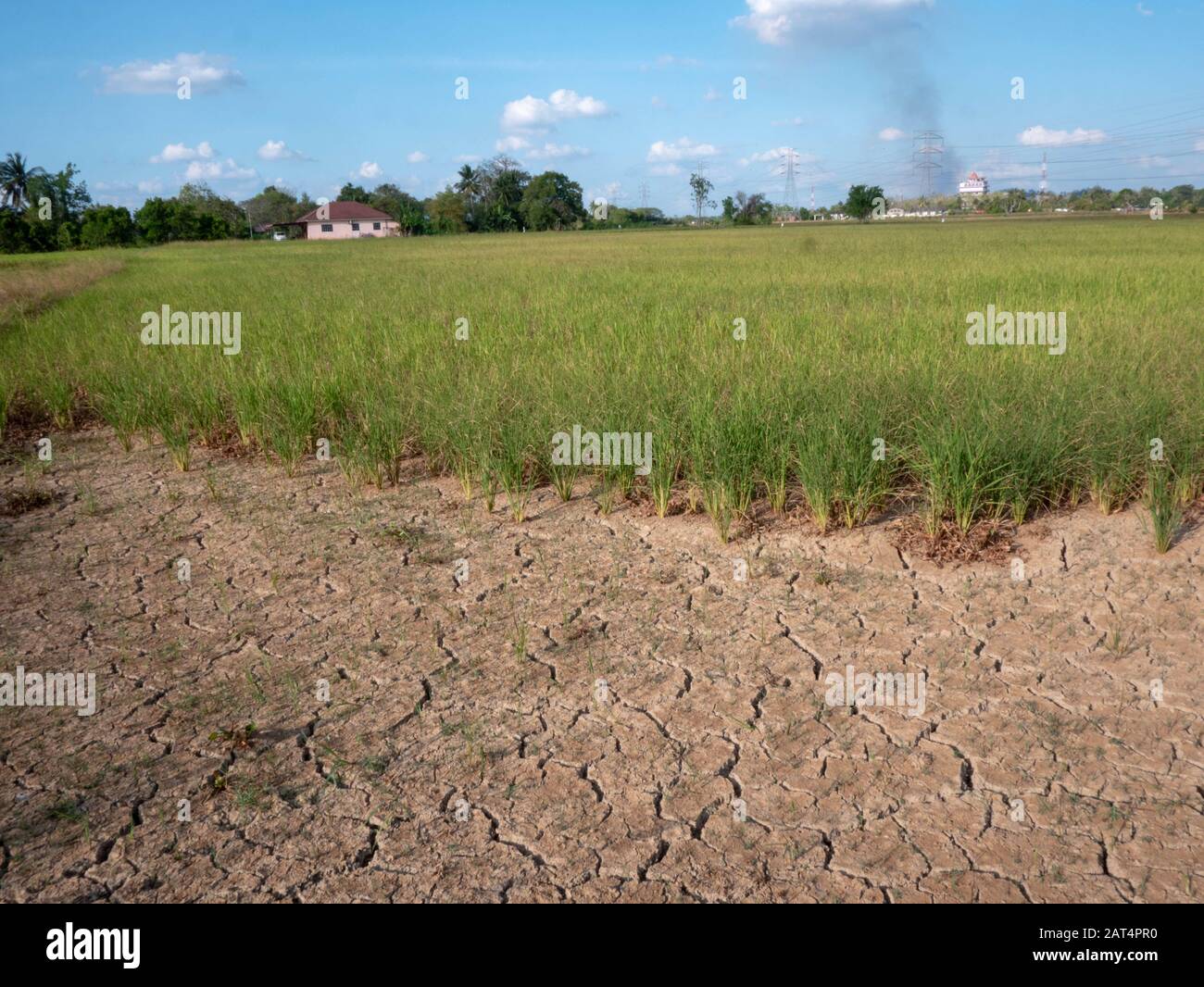 Parched and drought rice field during dry season Stock Photo - Alamy