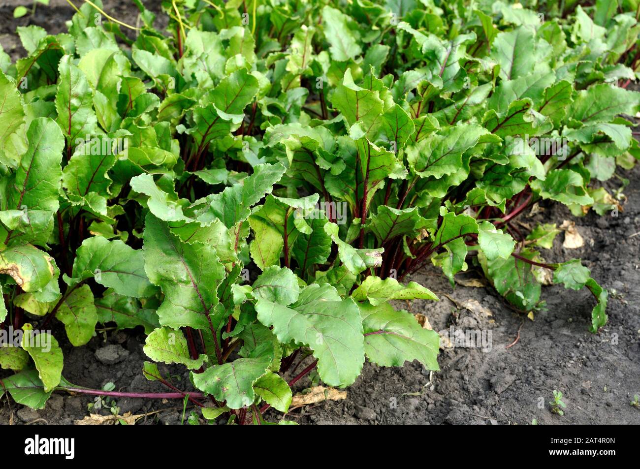 Vegetable beet earth hi-res stock photography and images - Alamy
