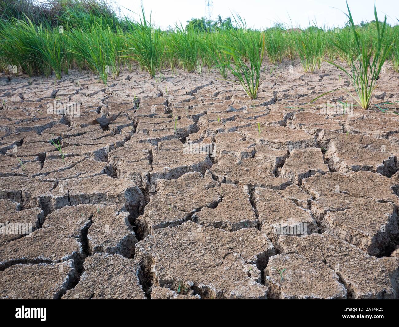 Parched and drought rice field during dry season Stock Photo - Alamy