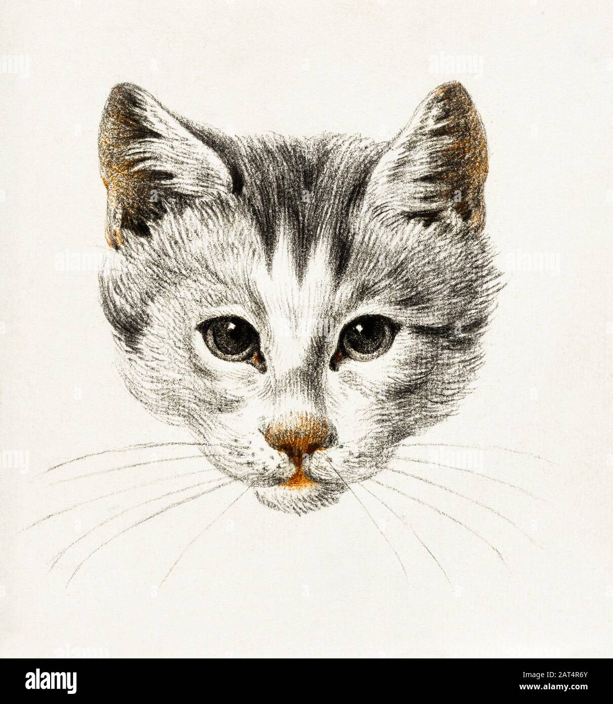 Vintage cat illustration artwork Stock Photo - Alamy