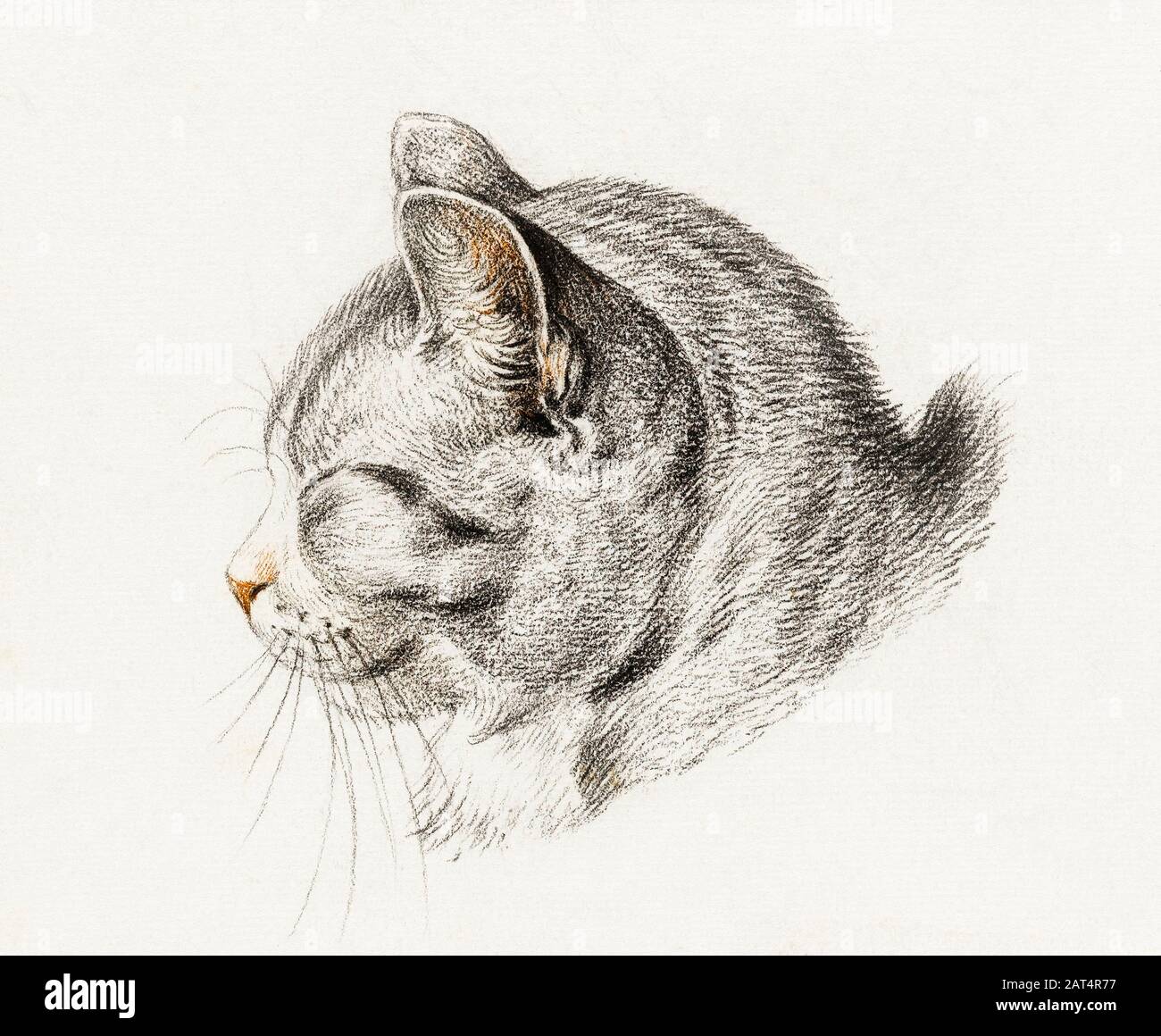 Vintage cat illustration artwork Stock Photo - Alamy