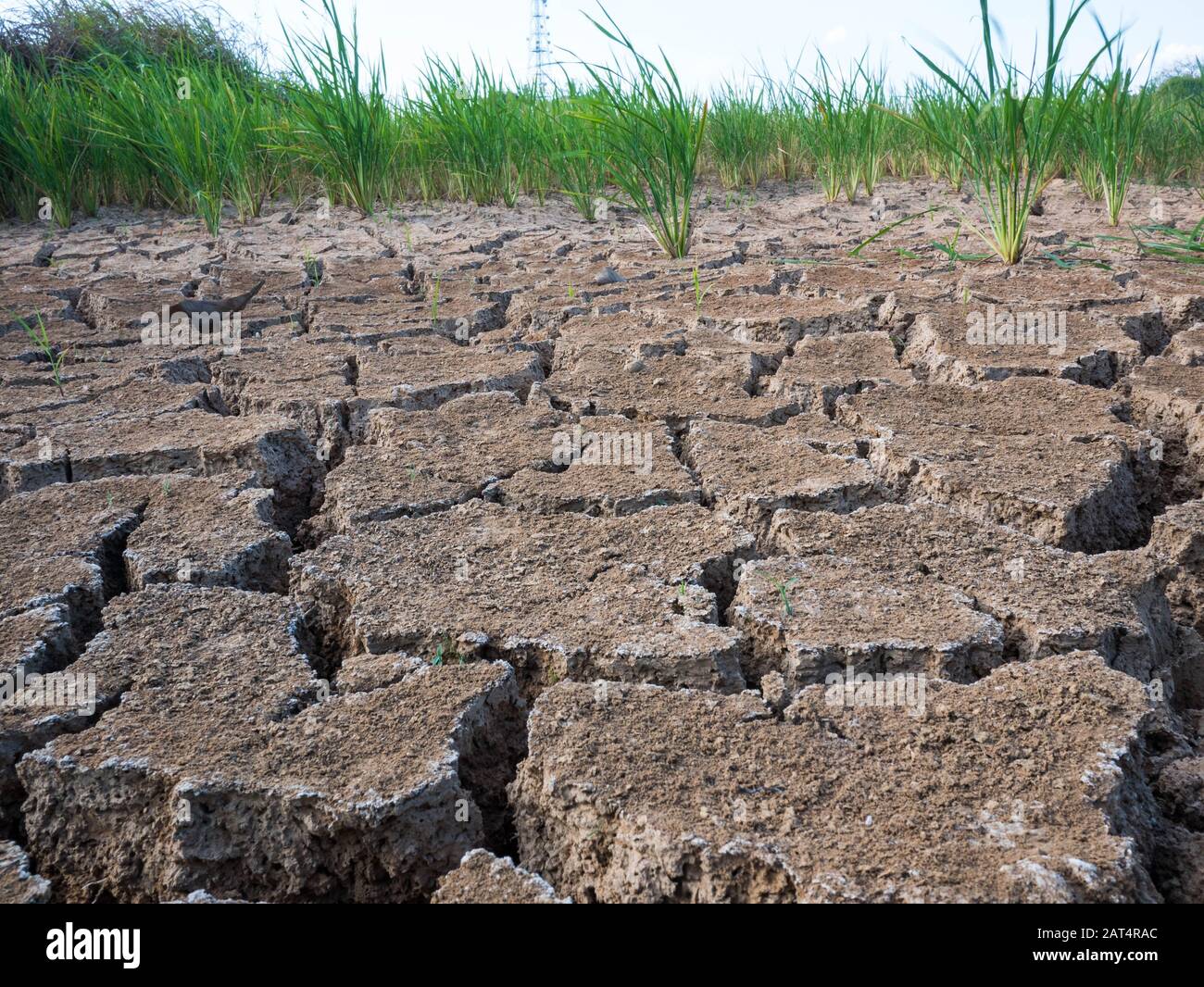 Parched and drought rice field during dry season Stock Photo - Alamy