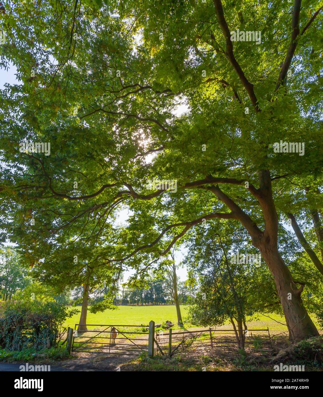 Underneath a large ash tree Stock Photo - Alamy