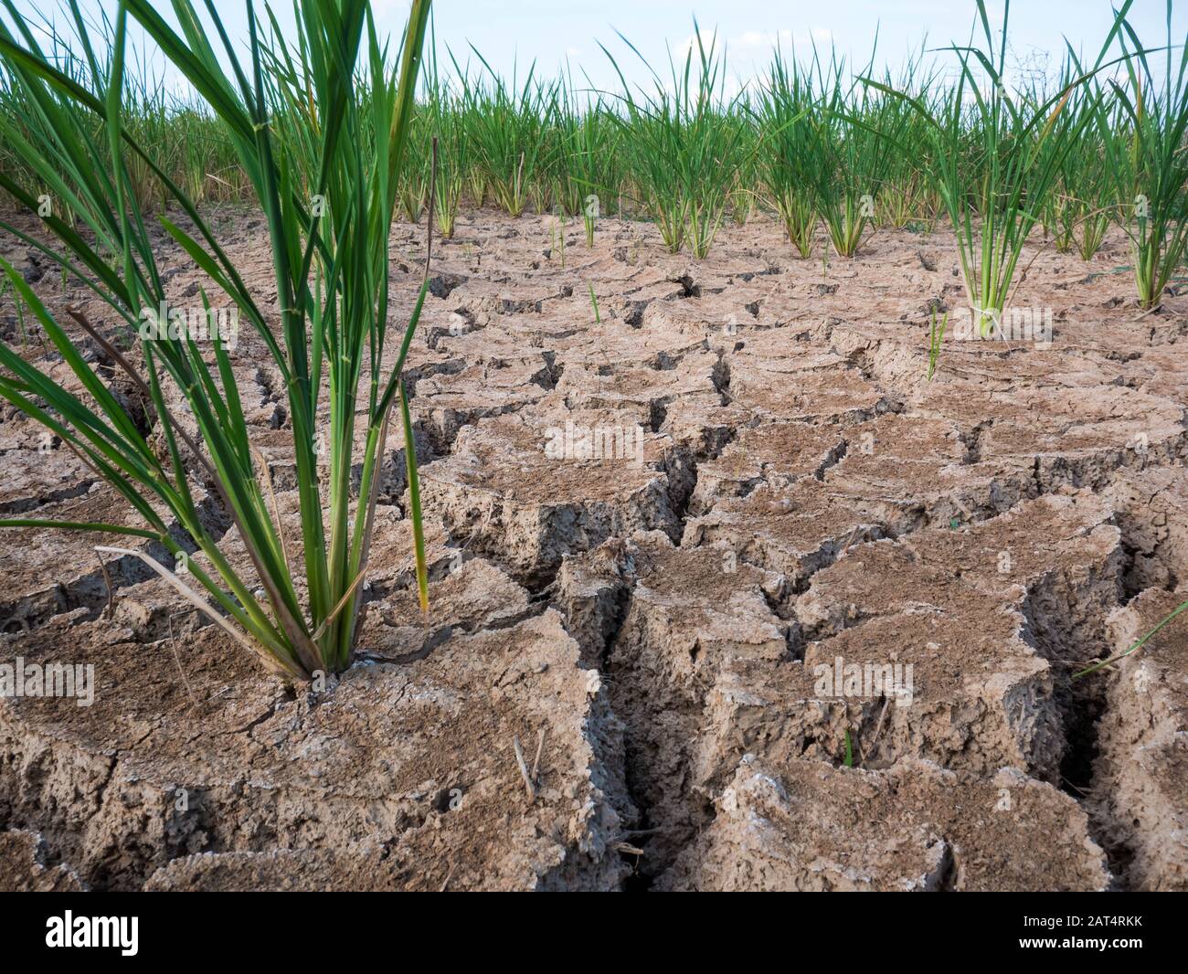 Parched drought rice field hi-res stock photography and images - Alamy